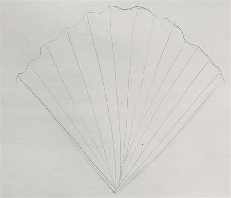 Image result for Seashell Shape Drawing Basic