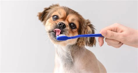 Image result for Regular Toothpaste for Dogs