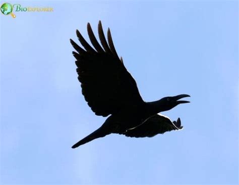 Image result for Different Crows