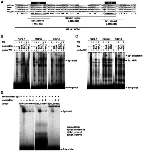 Image result for enhancer elements