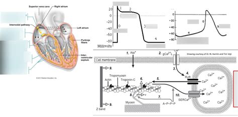 Image result for Flowchart of Excitation Contraction Coupling