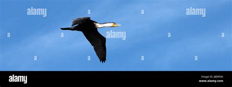 Image result for Python and Birds