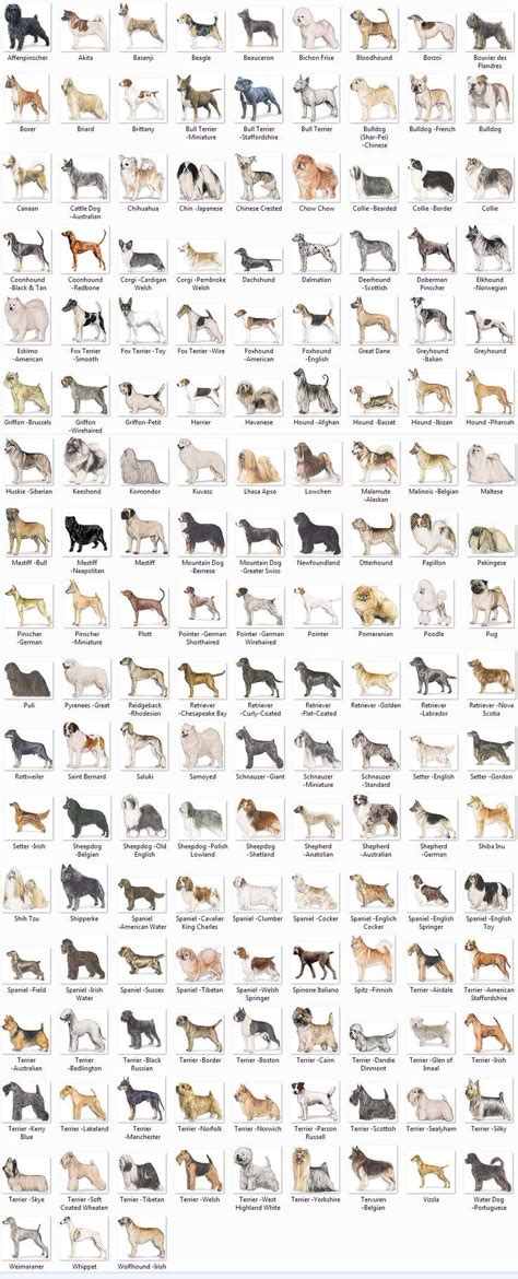 Image result for Normal Dog List