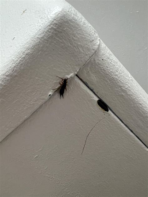 Image result for Cockroach Ontario