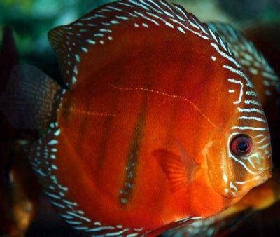 Red Discus (Symphysodon discus) – Care, Tank Setup, Feeding & Breeding ...