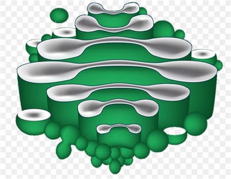 The Golgi Apparatus Cell Diagram Endoplasmic Reticulum, PNG, 850x659px ...