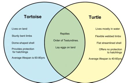 Difference between Turtle and Tortoise - diff.wiki