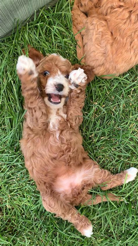 Image result for Golden Cavapoo