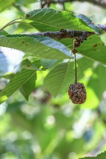 Image result for Cherry Tree Rust