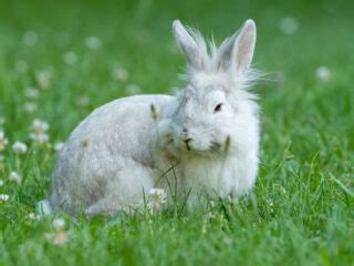 Image result for Rabbit Squeaking