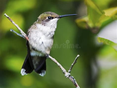 Female Ruby-throated Hummingbird Stock Image - Image of hummingbirds ...