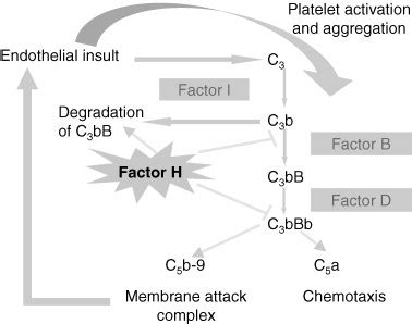 Image result for Complement System Deficiency