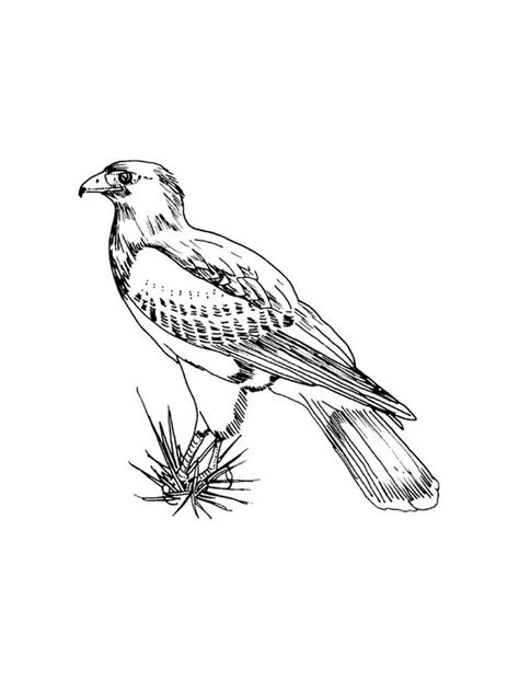 Image result for Hawk Drawing Colors