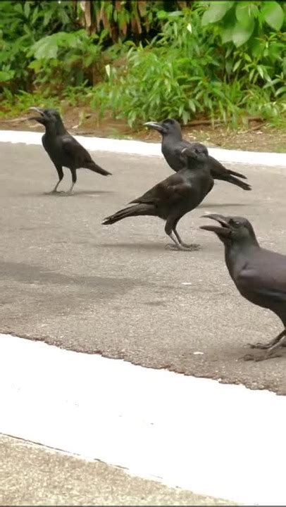 Image result for Counting Crows Meme