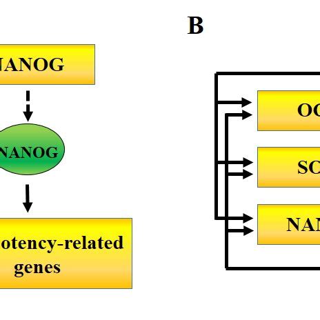 Image result for Somatic Cell Reprogramming