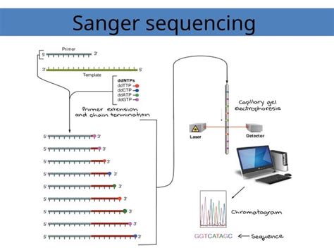 Image result for Sanger Method of Sequencing