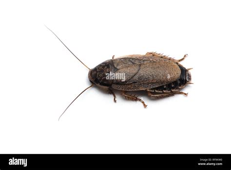 Image result for Big Cockroach