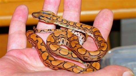 Image result for Corn Python