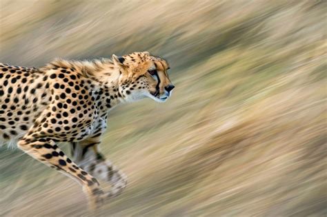 Image result for Fast Cheetah