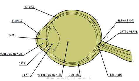 Image result for Cow Eye Dissection