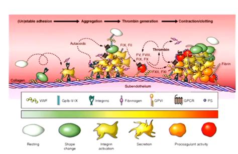 Image result for Normal Haemostasis
