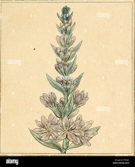 Image result for Linnaeus Classification System