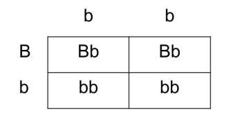 Image result for Punnett Square Explained Eye Color
