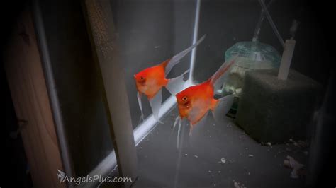 Image result for Angels Plus Angelfish
