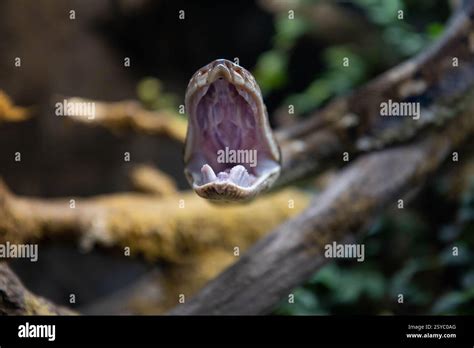 Image result for Reticulated Python Face