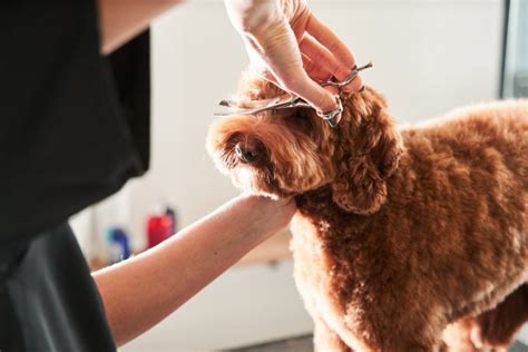 Image result for Cavapoo Grooming