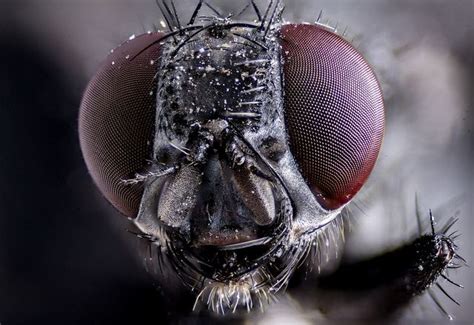 Image result for Fly Vision