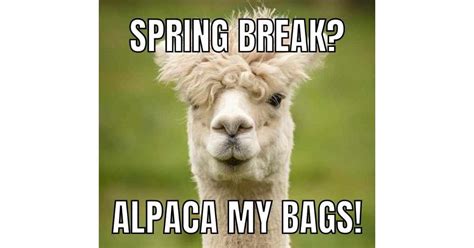 Image result for Spring Break Misbehaviour