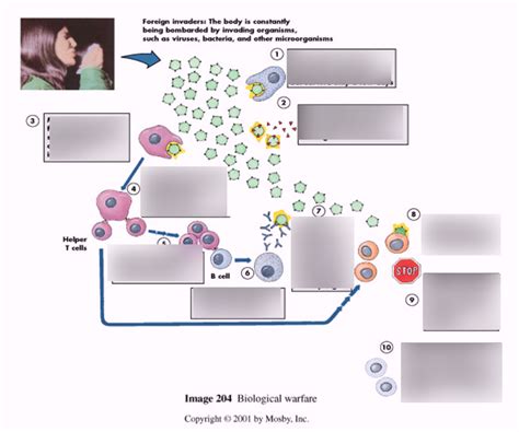 Image result for How Does Immune System Work