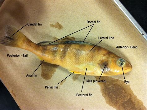 Image result for Perch Fish Dissection