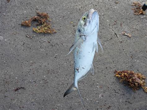 Image result for How to Catch Blue Runner Fish