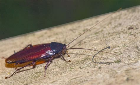 Image result for Japanese Cockroach