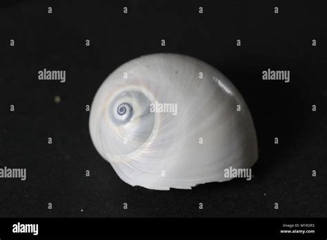 Image result for Evolution of Blue Shell