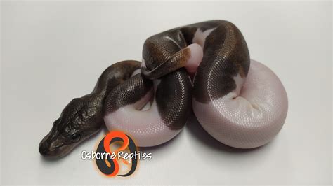 Image result for Dark Python Snake