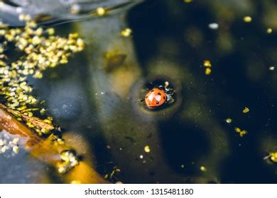 Image result for Lady Bug Bathing