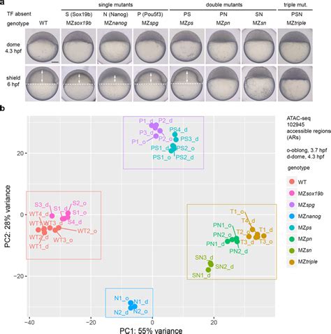 Single and combined mutants by zebrafish zygotic genome activators used ...