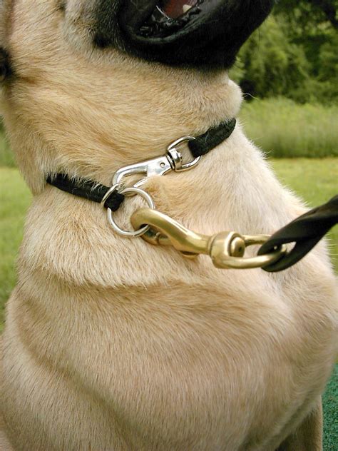 Image result for Sharp Training Collars for Dogs