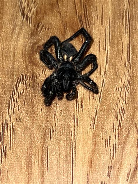 Image result for Identifying Spiders