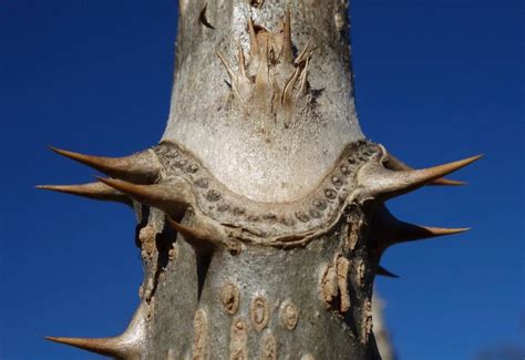 Image result for Alien Covenant Birth