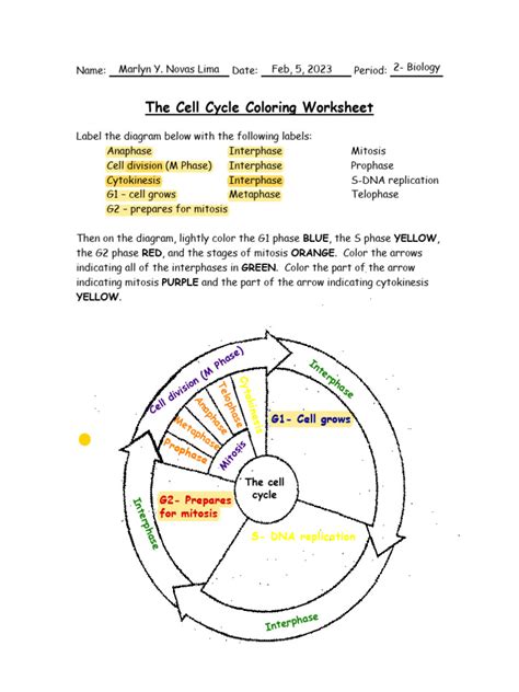 Image result for Cell Cycle Worksheet Answer Key