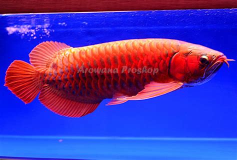 Image result for Most Expensive Discus Fish