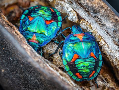 Image result for Colorful Bugs Insects