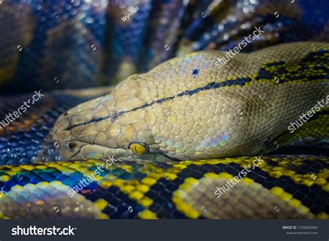 Image result for Tail of Reticulated Python