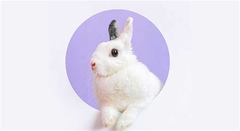 Image result for Rabbit Squeaking