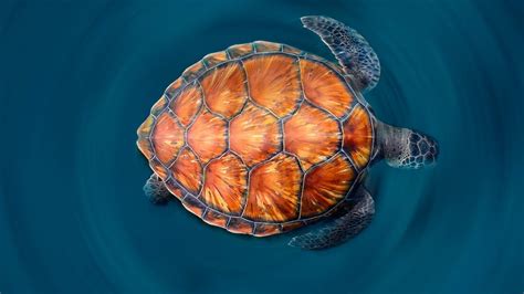 Image result for Turtle Shell Color