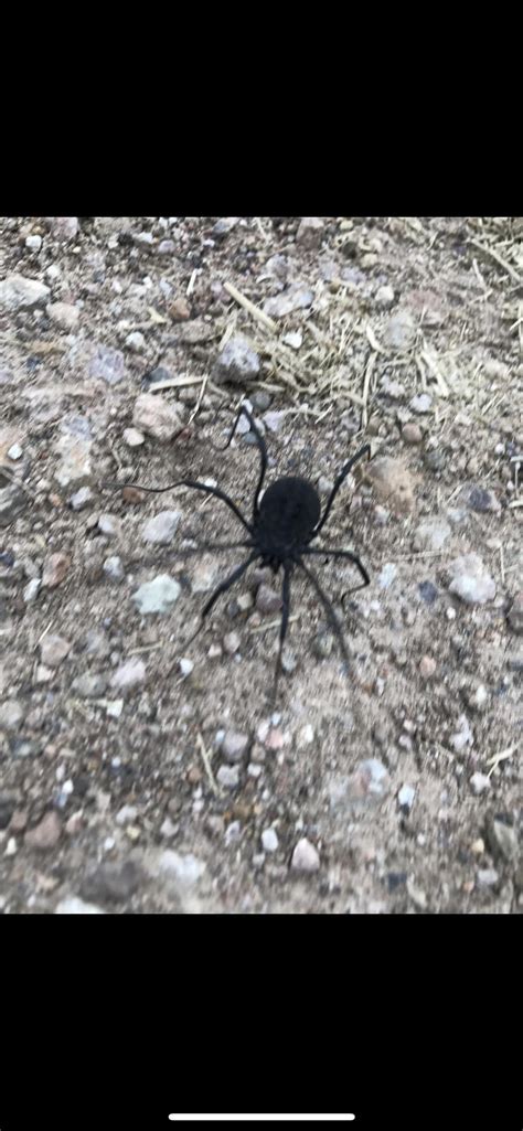 Image result for Identifying Spiders